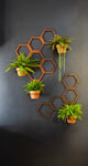 Hexagon Trellis- Wall Planter — Entanglements